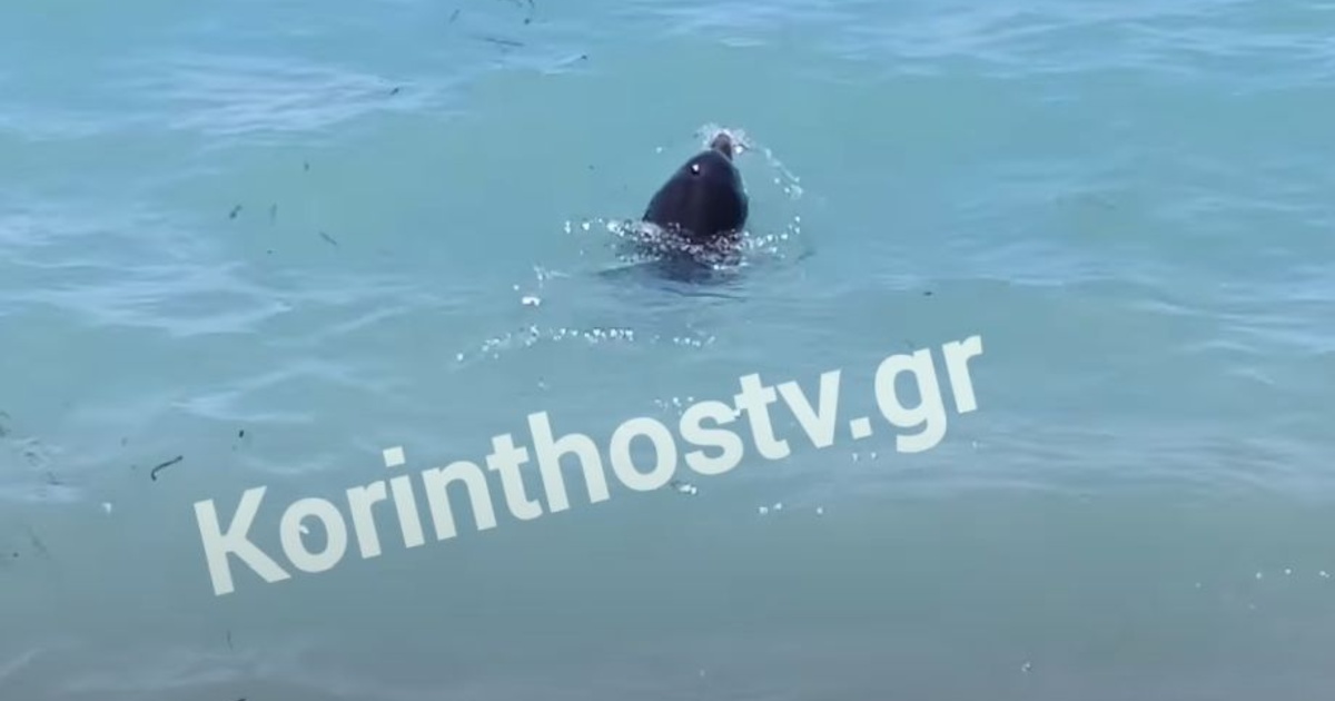 Θλίψη στην Κόρινθο: Νεκρό το μικρό δελφίνι που είχε βγει σε παραλία