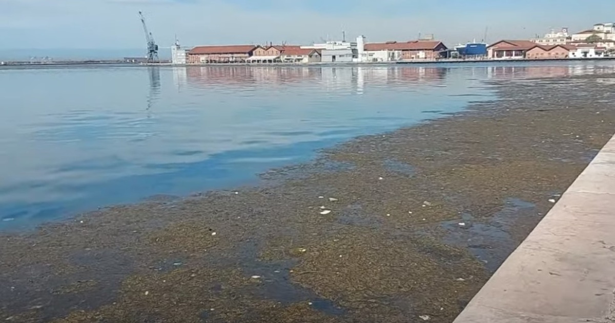 Πού οφείλεται η... αποκρουστική εμφάνιση του Θερμαϊκού - Ο ρόλος ...