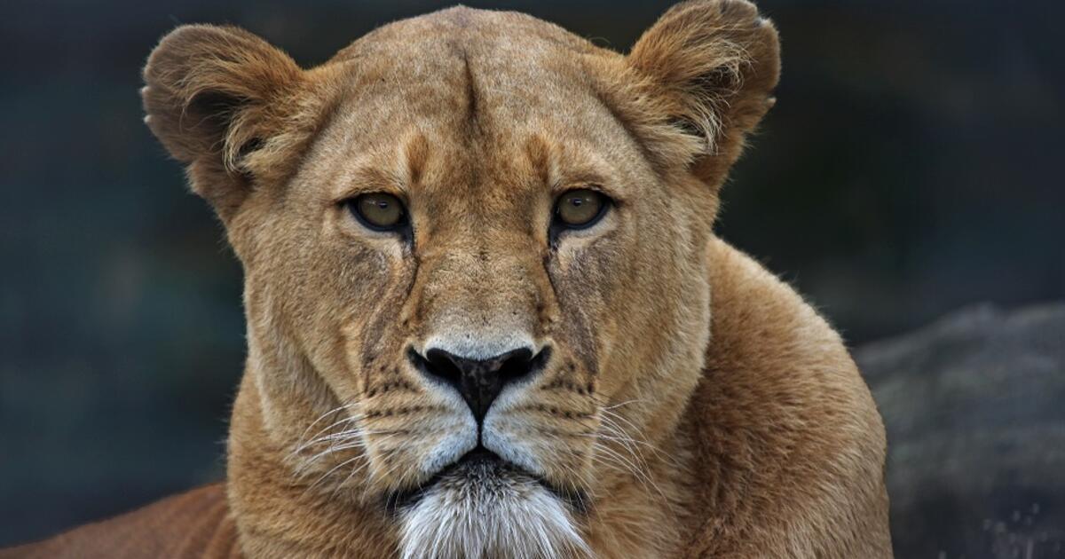 Συναγερμός στο Βερολίνο - Λέαινα κυκλοφορεί ελεύθερη και την αναζητούν