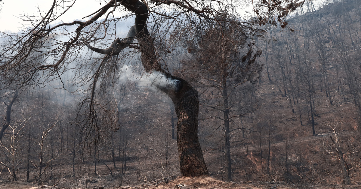 Δασολόγος εξηγεί γιατί καίγονται συνέχεια τα δάση στην Ελλάδα