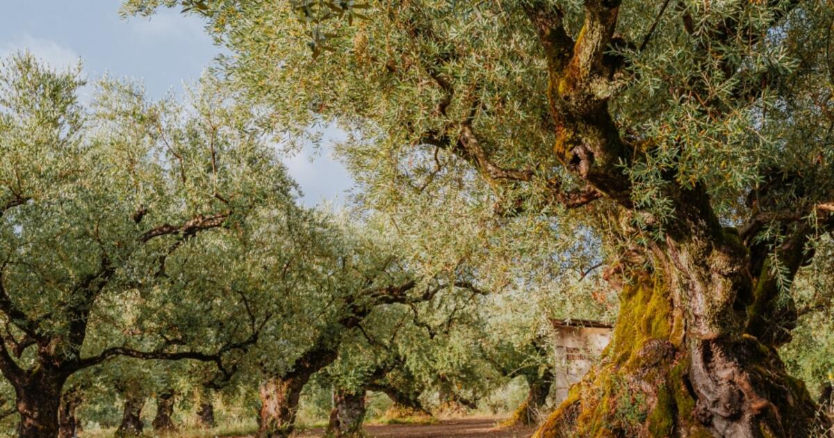 Έκλεψαν 7 τόνους ελιές από χωράφι στην Αχαΐα και τους τσάκωσε ο ...