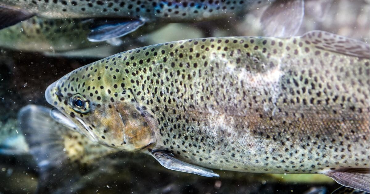 Εντυπωσιακή ψαριά στην Εύβοια - Πιάστηκε τεράστια λίτσα 8 κιλών