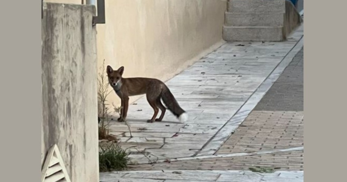 Αλεπού έκανε βόλτες στα στενά του Παγκρατίου
