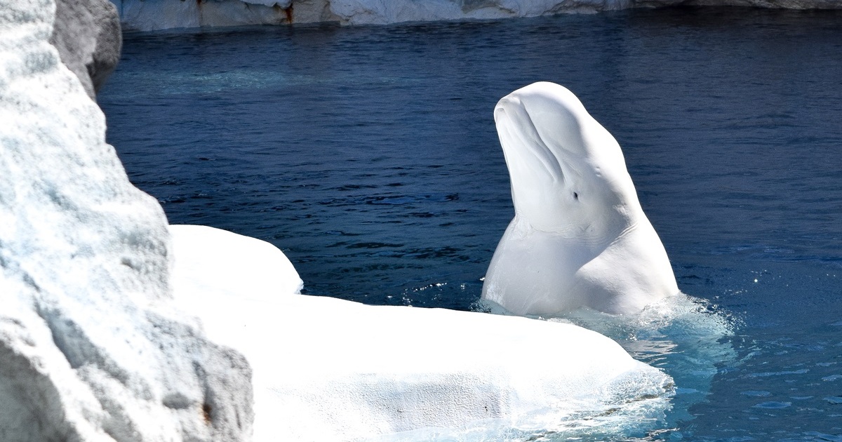 Νορβηγία: H φάλαινα «κατάσκοπος των Ρώσων» εντοπίστηκε νεκρή