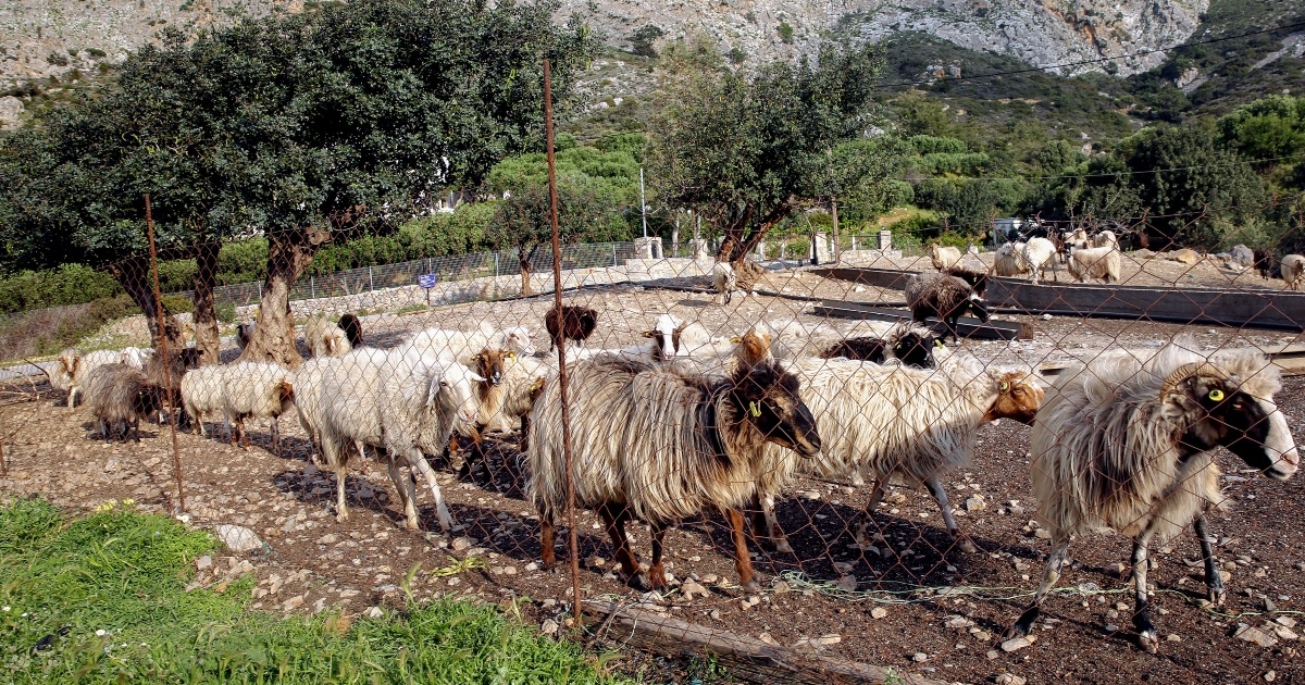 ΟΠΕΚΕΠΕ: Οι αποκαλυπτικοί διάλογοι - «Κάθεσαι στην καρέκλα και σου ...