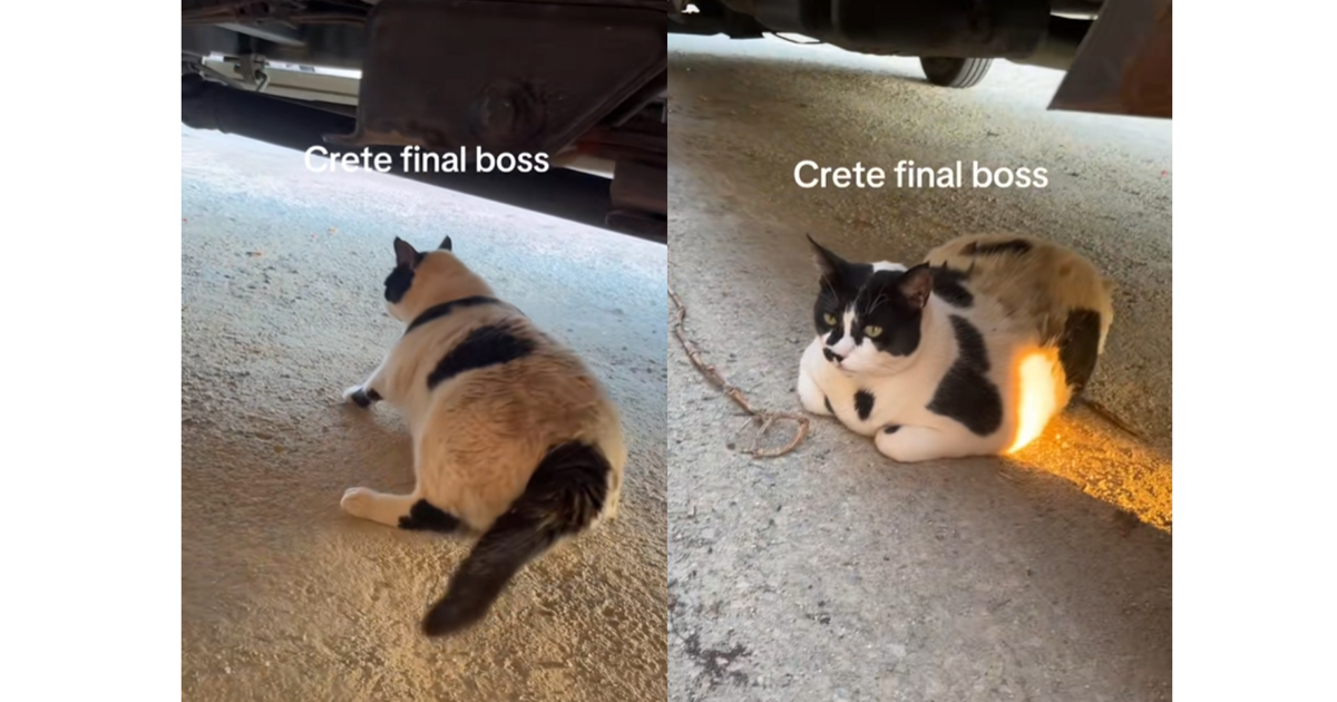 Chonkus Maximus: Το «αντίπαλο δέος» του Big Chungus που έχει γίνει ...