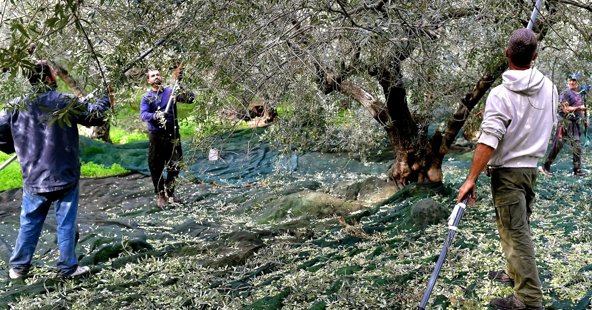 ΟΠΕΚΕΠΕ: Εντοπίστηκαν οι δύο πρώτοι... υπερδικαιούχοι αγρότες - Πού θα ...