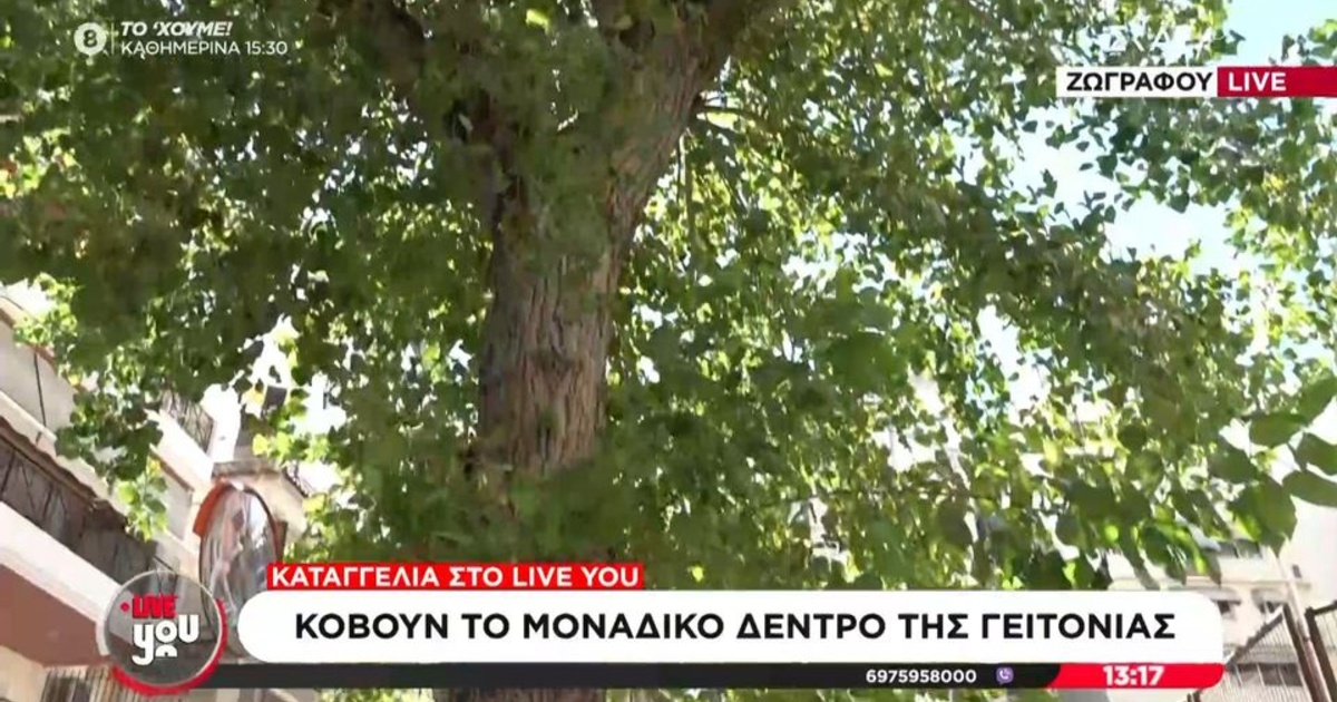 Καταγγελία στου Ζωγράφου: Κόβουν μοναδικο δέντρο γειτονιάς για ένα πάρκινγκ